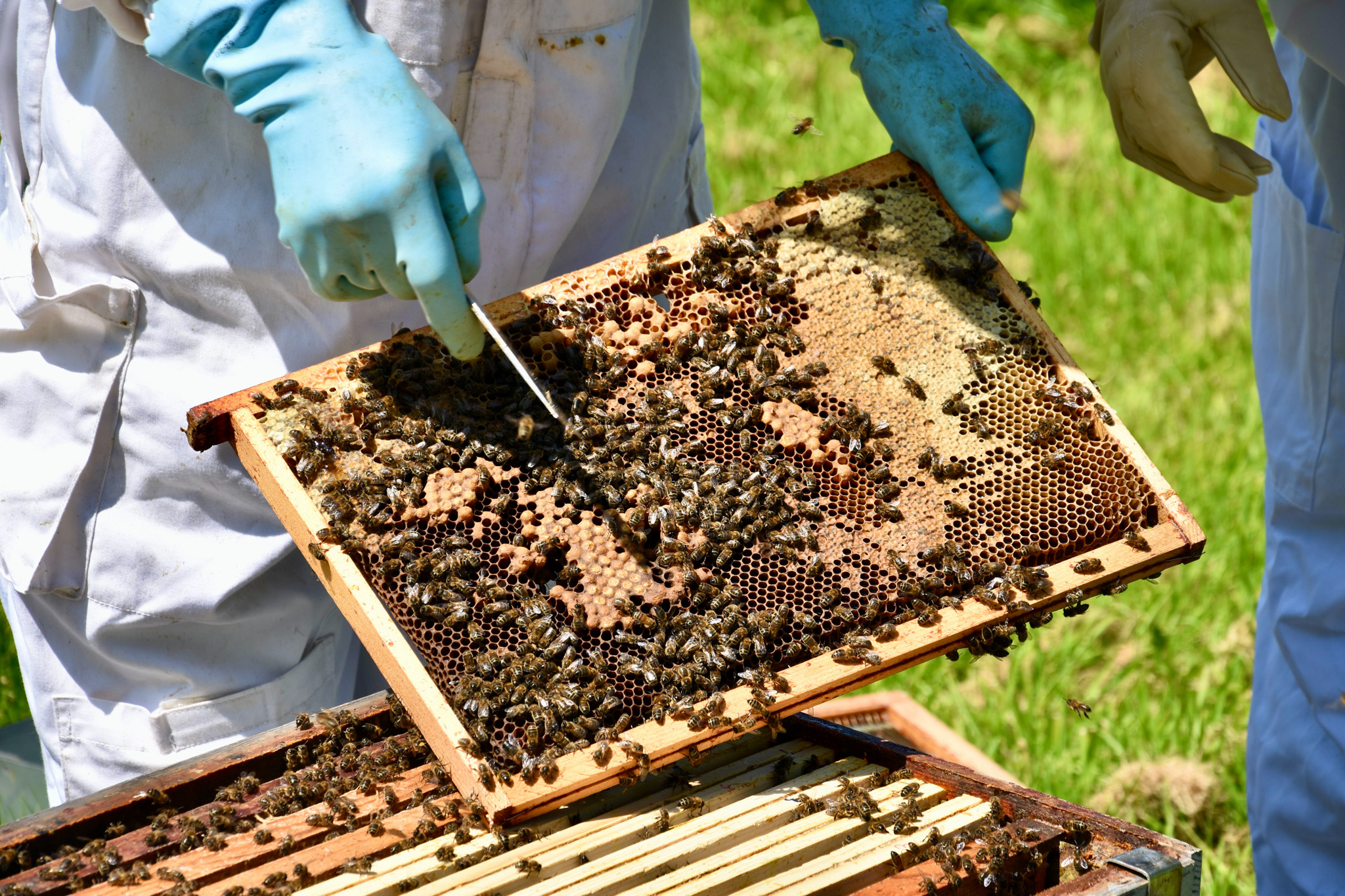 La loque américaine est une maladie très grave et contagieuse