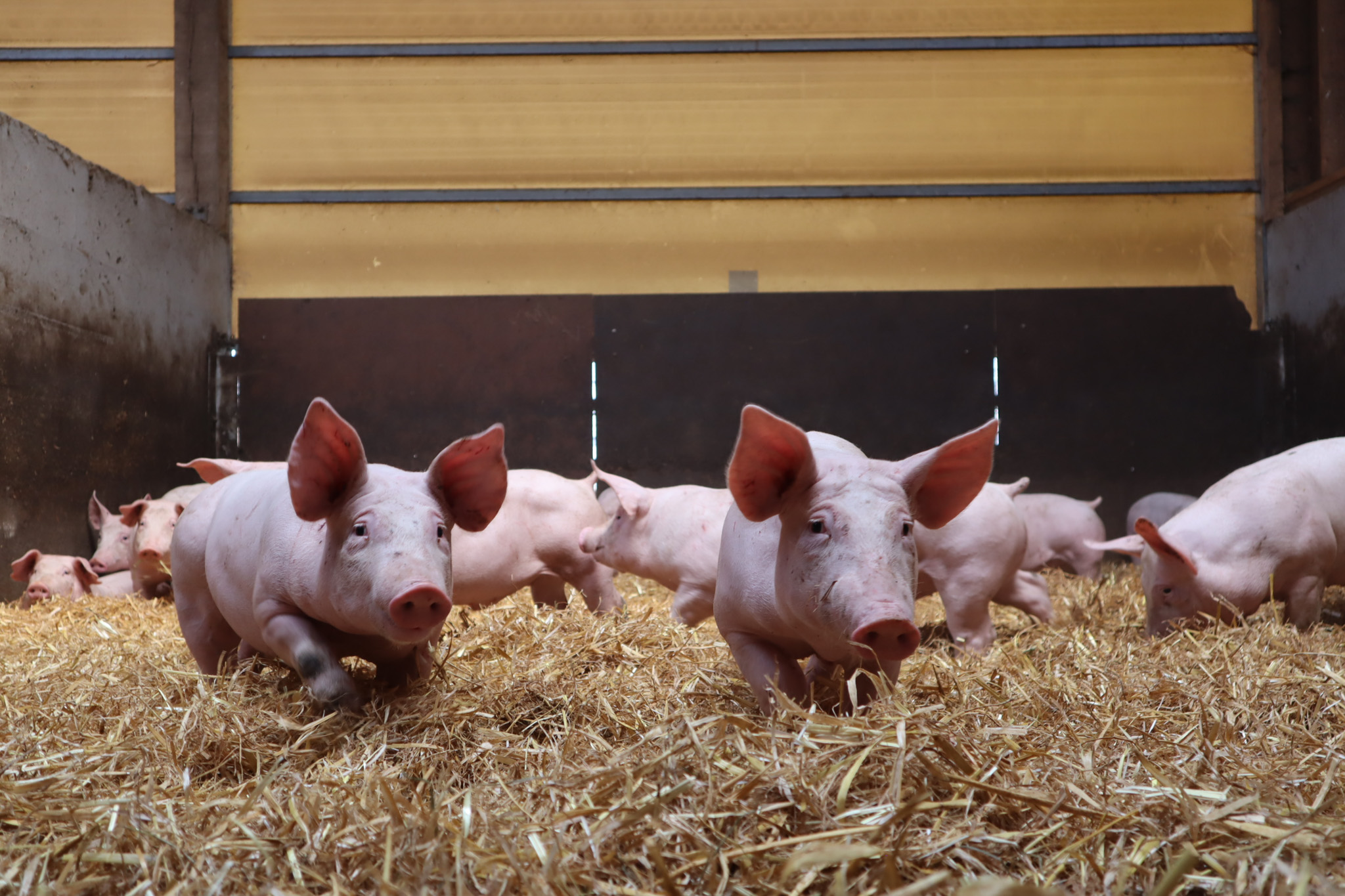 La peste porcine africaine est une maladie virale très contagieuse