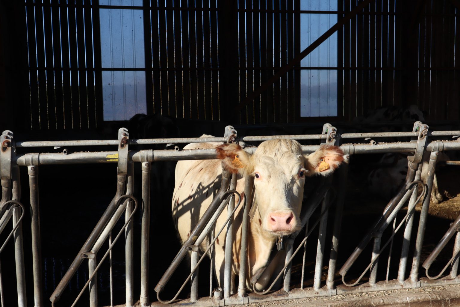 L'IBR (Rhinotrachéite Infectieuse Bovine)