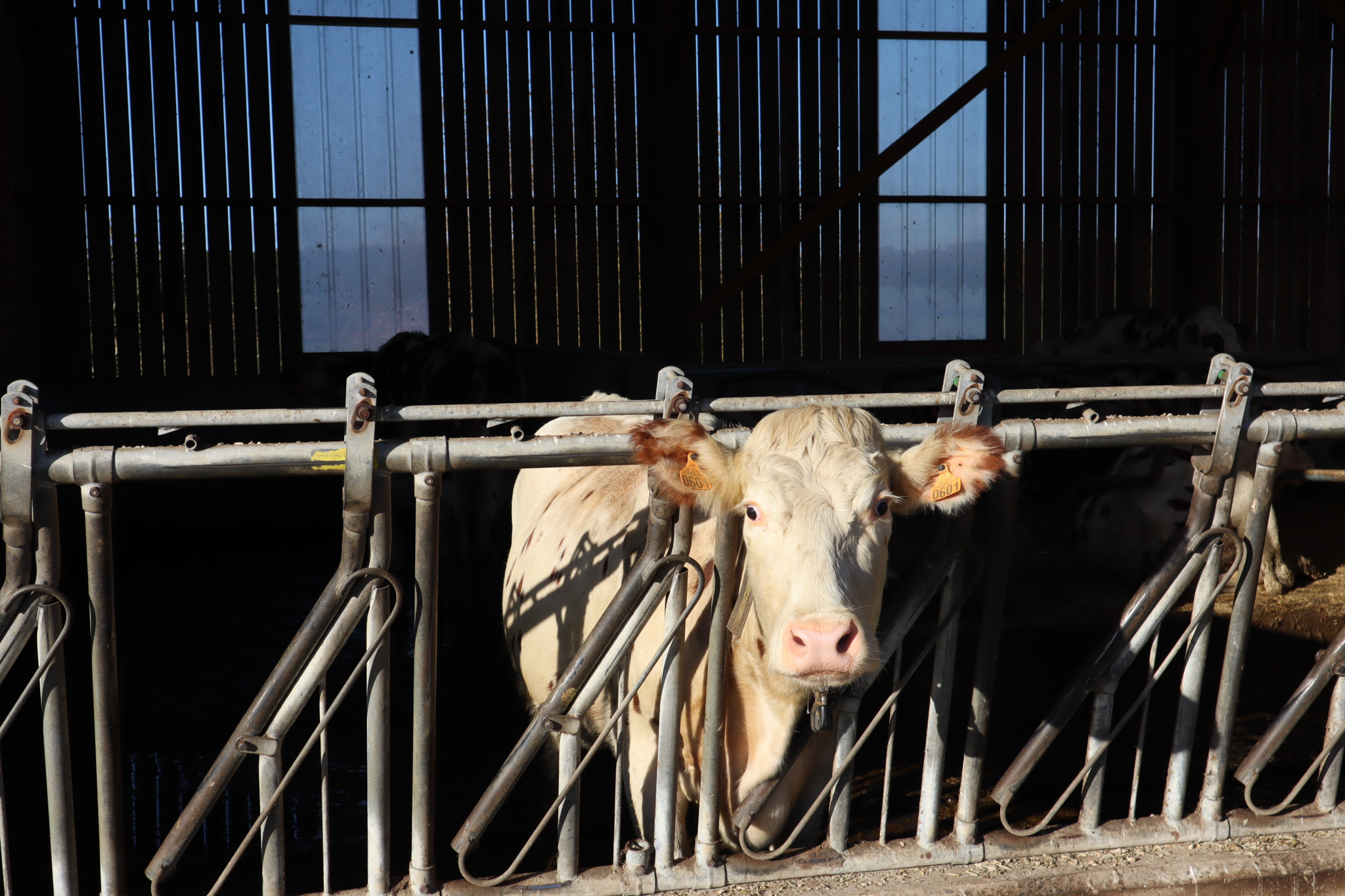 L'IBR (Rhinotrachéite Infectieuse Bovine)